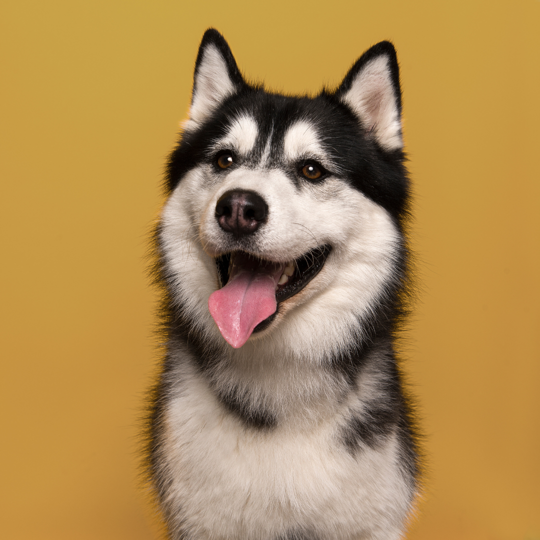 Premium Lunchbox With Core Product Samples - Lillian Ruff